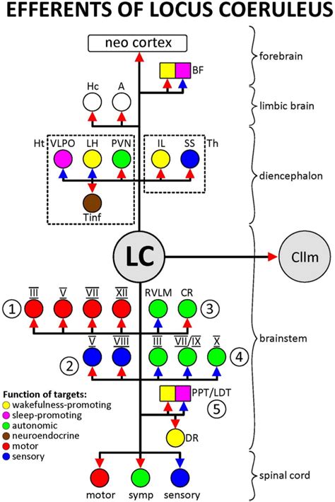 Locus Coeruleus Projections