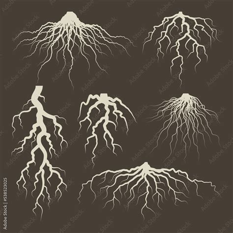 Various Brown Tree Or Shrub Roots Parts Of Plant Root System With Tree Stump Dendrology
