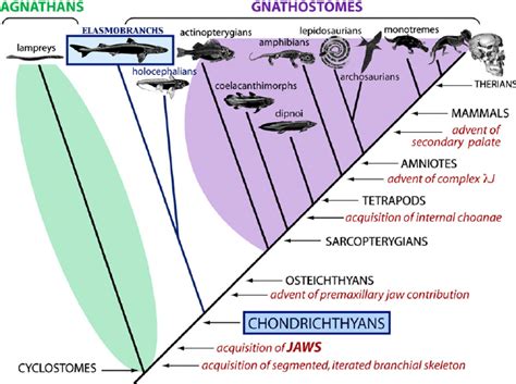 What Is A Cladogram Definition Types And Examples Edrawmax