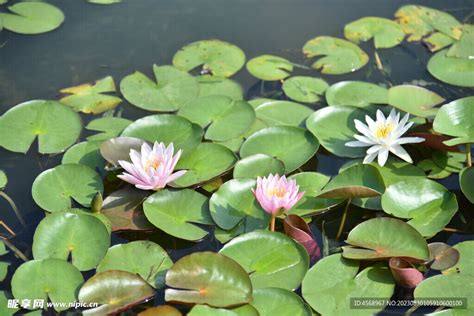 睡莲摄影图 花草 生物世界 摄影图库 昵图网