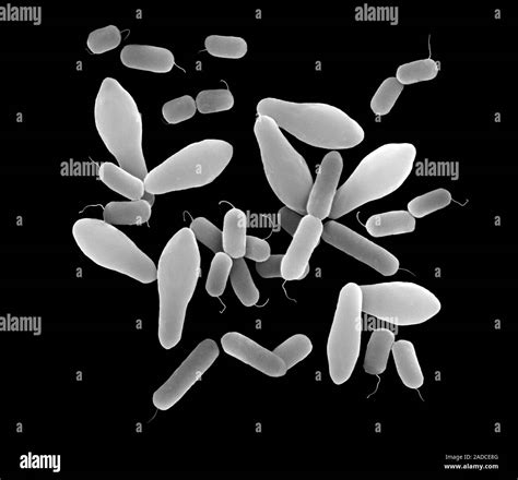 Scanning Electron Micrograph Sem Of Clostridium Perfringens Gram Positive Endospore Forming