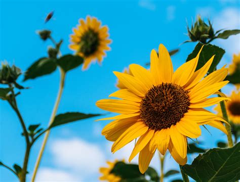 5 Reasons You Should Plant Sunflowers With Your Tomato Plants