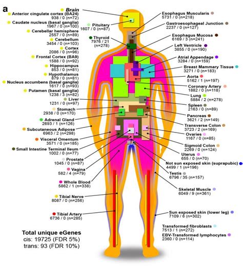 Human Tissue Types