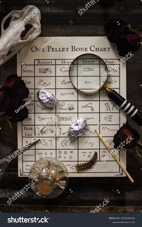 Owl Pellet Bone Chart Photos Images And Pictures Shutterstock