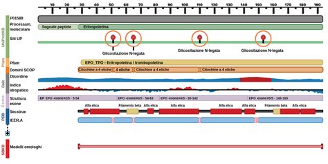 Eritropoietina Epo Labster Theory