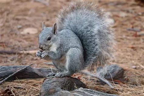 7 Types Of Squirrels In Oregon With Pictures And Identification