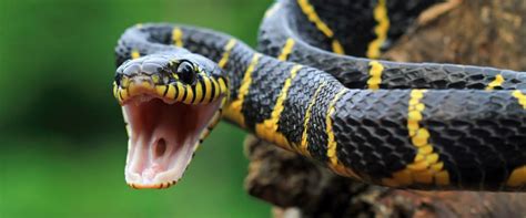 Rêver De Serpent En Islam Tout Ce Quil Faut Savoir Bs