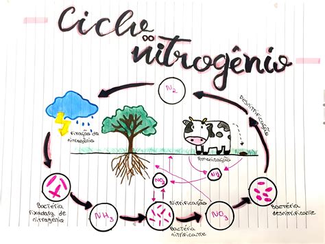 Ciclo Do NitrogÊnio Artofit