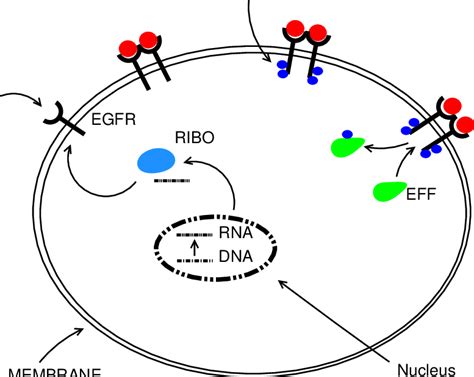 The Egf Signaling Pathway Download Scientific Diagram