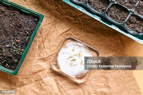 씨앗의 발아 미니 온실에서 묘목을 재배하는 가정 레저 아파트에서 원예 가정 생활에 대한 스톡 사진 및 기타 이미지 가정 생활 개발 꽃 식물 Istock