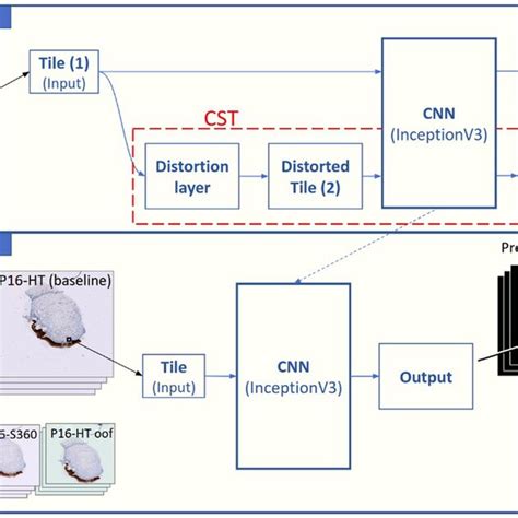 Schema For The Training Process With CST And The Testing Setup Download Scientific Diagram