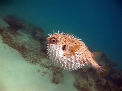 鱼刺 长到92厘米的长刺刺猬鱼 库存图片 图片 包括有 海洋 搜索 海底 下潜 增长 深深 261265835