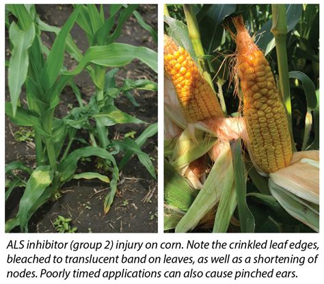 Herbicide Injury In Corn Wyffels Corn Hybrids