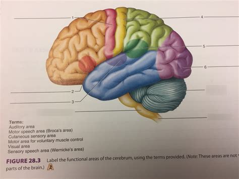 32 Correctly Label The Following Functional Regions O