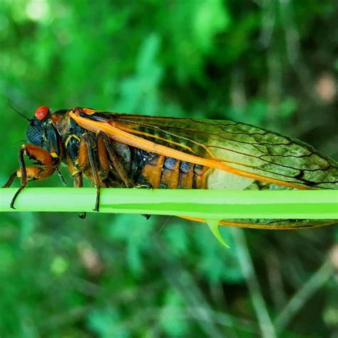 209 Times Sex Crazed Zombie Cicadas Have Arrived As If