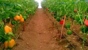 Capsicum Farming In Kenya