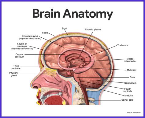 Nervous System Anatomy And Physiology • Nurseslabs