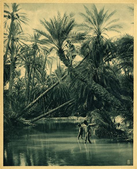 Enfants Dans Une Palmeraie Par Lehnert And Landrock Photo Memory
