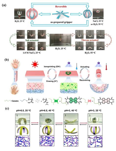 Thermo Responsive And Shape Adaptive Hydrogel Actuators From