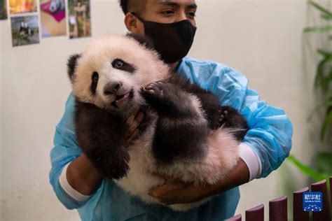 在马来西亚出生的第三只大熊猫宝宝首次公开亮相 新华网