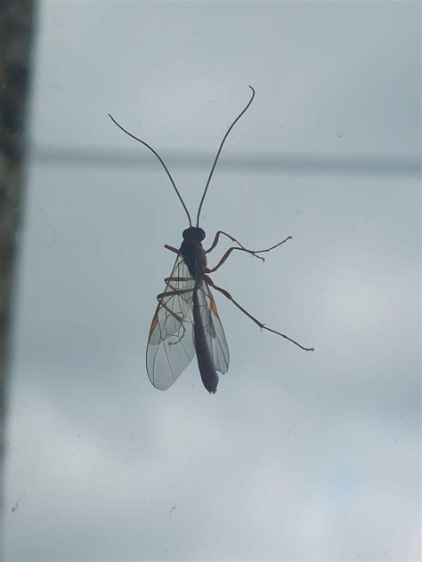 What Is This R Bugidentification