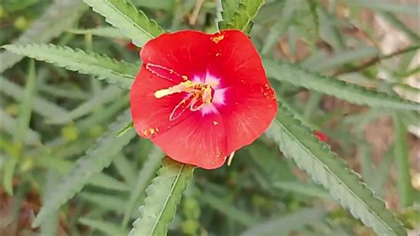 আপনাদের বাড়িতে কিভাবে ফুল গাছ রোপন করবেন তার সহজ উপায় দেখে নিন Youtube