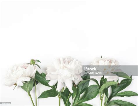 흰색 바탕에 3 개의 흰 모란 꽃입니다 복사 공간 최고 볼 수 있습니다 플랫이 하다 3가지 개체에 대한 스톡 사진 및 기타 이미지 3가지 개체 개념 고풍스런 Istock