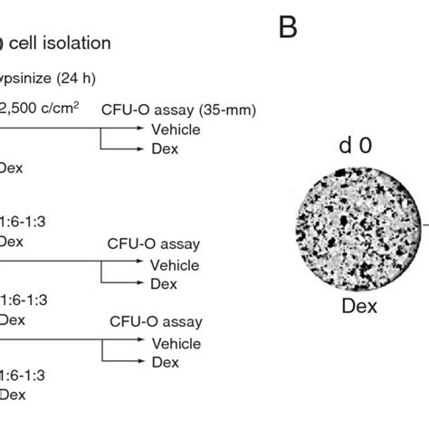 Schematic Of The Protocol Used For Subculturing And Cfu O Assay A As Download Scientific