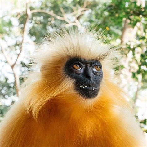 Josh Stansfield Golden Langur Monkey Assam India