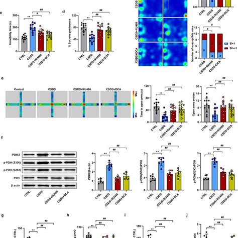 Csds Induced Depression Like Behaviors In Mice And Metabolic Profile Download Scientific