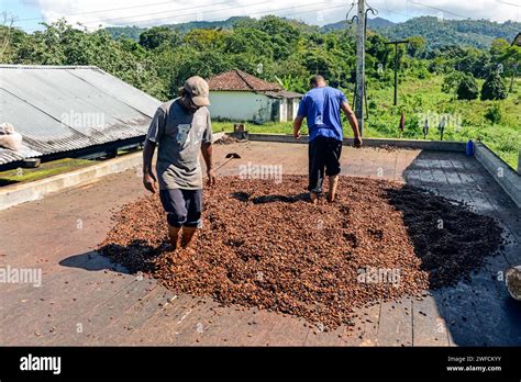 Workers Step On Cocoa Beans During Fermentation Process Cocoa Coast