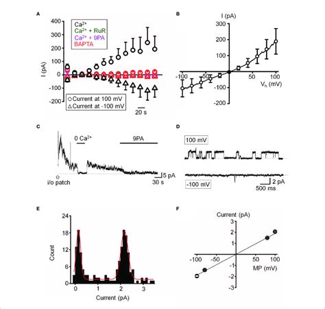Functional Expression Of A Calcium Activated Non Selective Cation Download Scientific Diagram