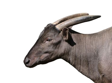 Lowland Anoa Midget Buffalo Free Photo On Pixabay