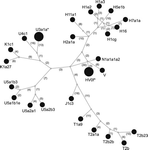 Median Joining Network Of 27 Individuals From Mas Vbia Based On Full