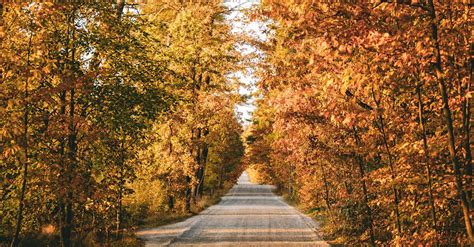 Живописная осенняя дорога через лес · Бесплатные стоковые фото