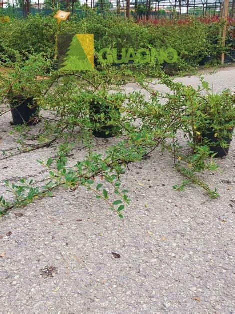 Cotoneaster Radicans “eichholz” Vivai Guagno