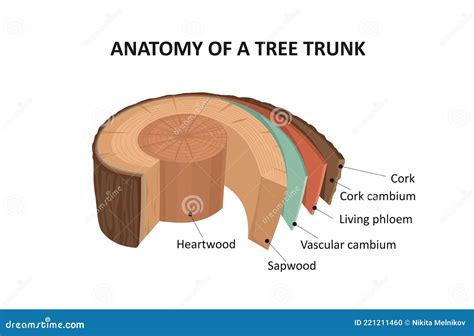 Anatomy Of A Tree Isolated On White Background Vector Illustration