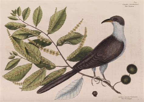 The Cuckow Of Carolina And The Chinkapin Posters And Prints By Mark Catesby