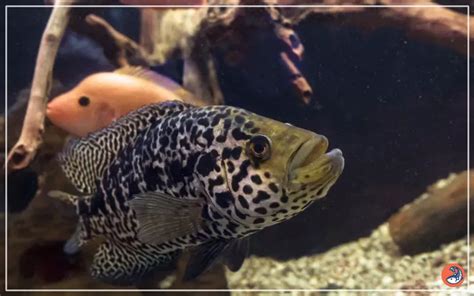 Jaguar Cichlid Care Complete Guide For Beginners Aquariumnexus