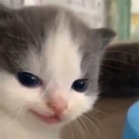 Evil Hehe Hehe Cat