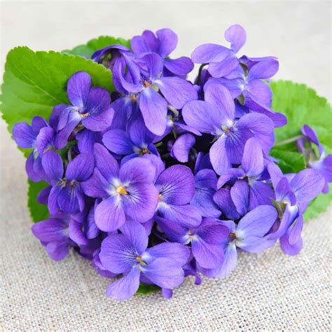 Cultivating Wild Violets Foraging Gardening And Uses • Schisandra