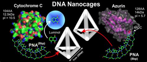 功能性 D DNA PNA 蛋白质复合物的低温组装 Journal of the American Chemical Society X MOL