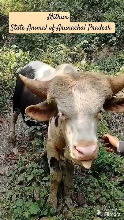 State Animal Of Arunachal Pradesh Mithunnaturebeautytravel Youtube
