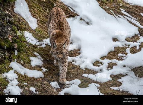 Eurasian Lynx Lynx Lynx Hunting In The Taiga In Melting Snow In