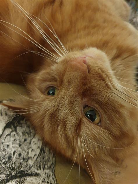 Howard Likes To Be Upside Down Scrolller