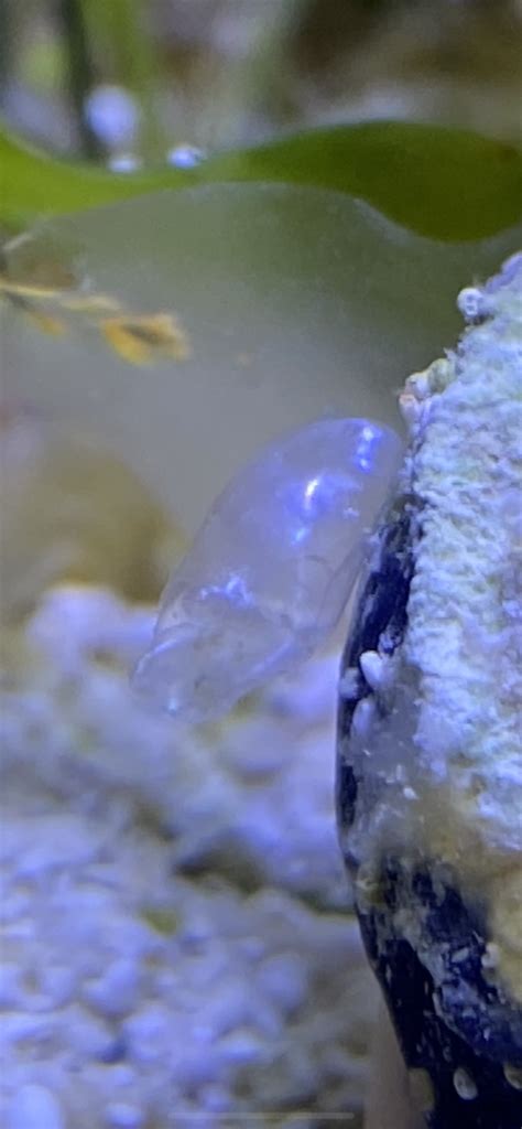 Weird Clear Blob What Is This Reef2reef
