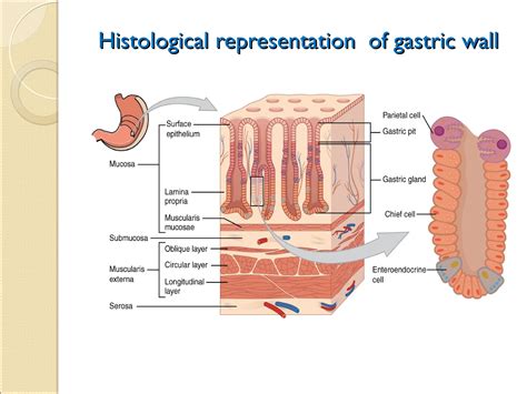Git Gastrointestinal Tract Physiology Medical Ppt