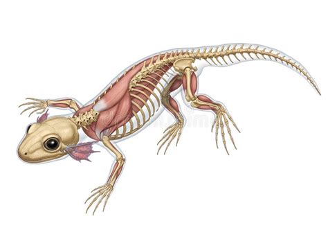 Lizard Anatomy Illustration Stock Illustration Illustration Of