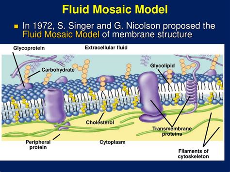 Fluid Mosaic Model Of Plasma Membrane Class 11 Amp Neet Free Notes Riset