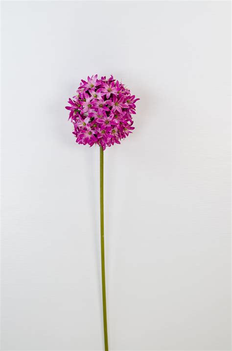 Artificial Allium Stem 2 Colours Stem And Silk